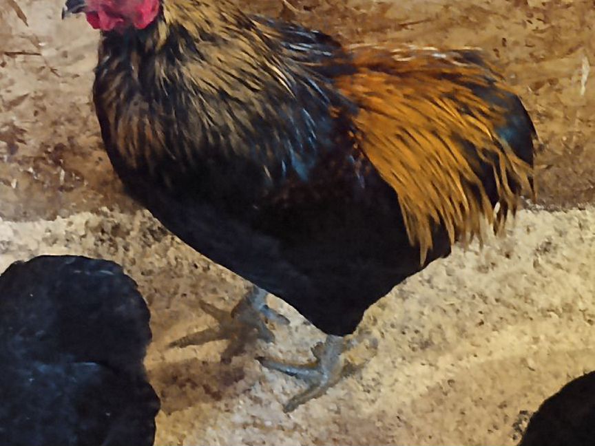 Куры араукана, семья.5+1