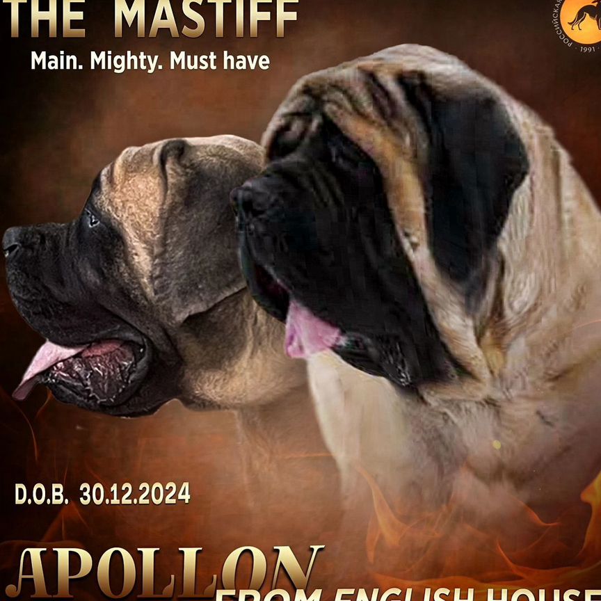 Английский мастиф