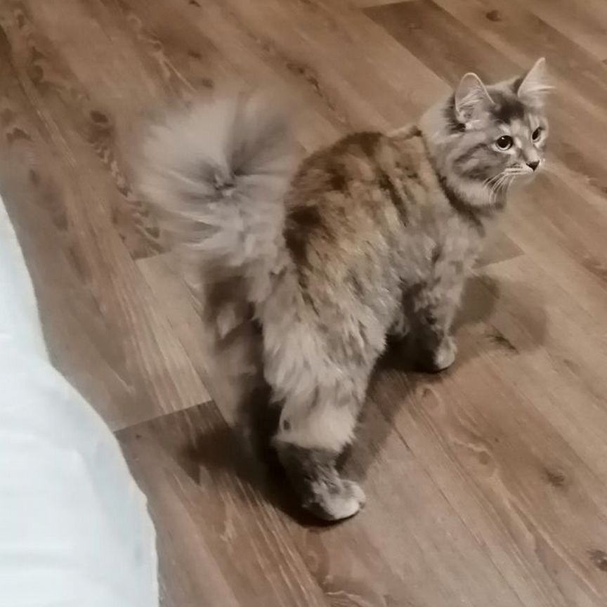 Курильский бобтейл длинношёрстный котёнок