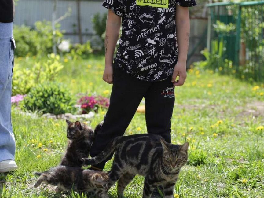 Котятки в добрые руки