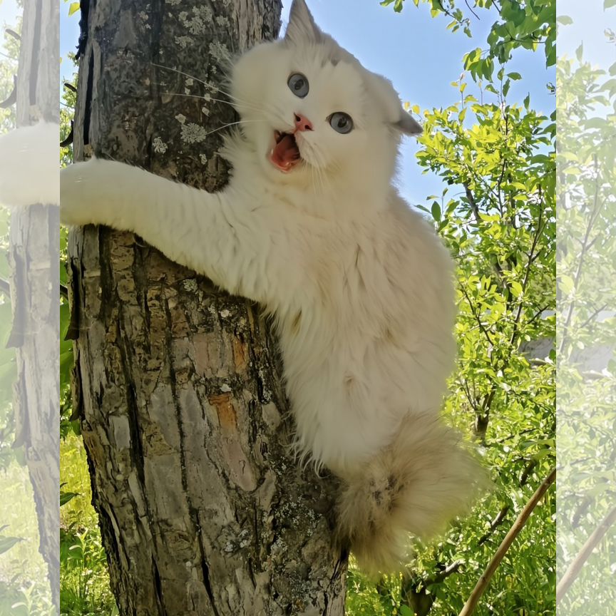Рэгдолл, взрослая кошка