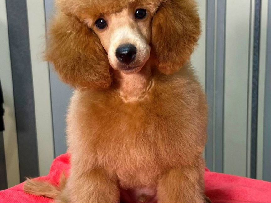 Миниатюрный пудель щенки