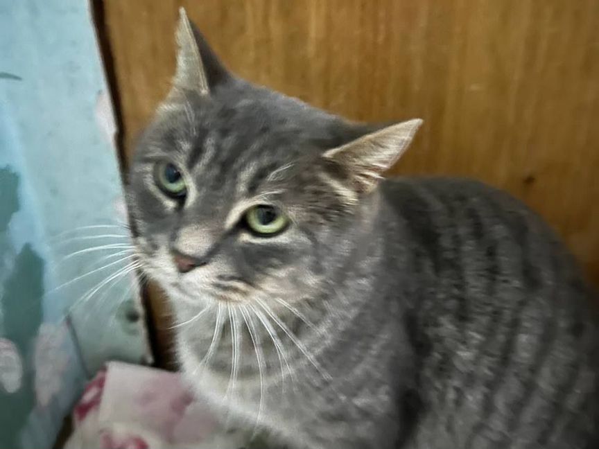 Кошечка буся ищет дом
