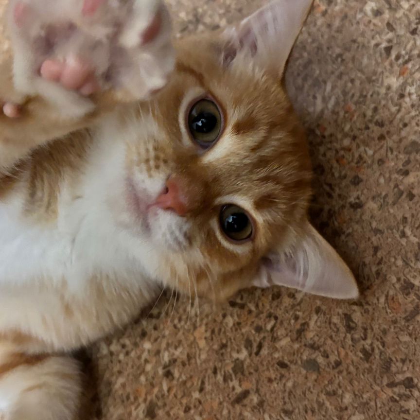 Котёнок в добрые руки