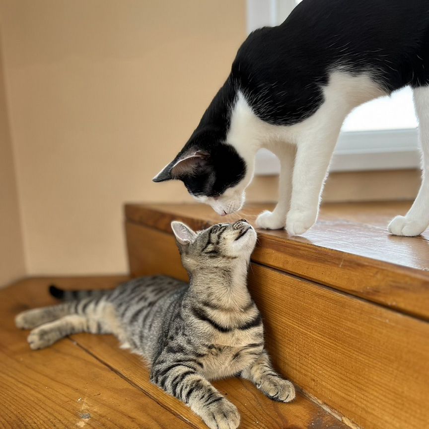 Котенок шпротный ищет дом