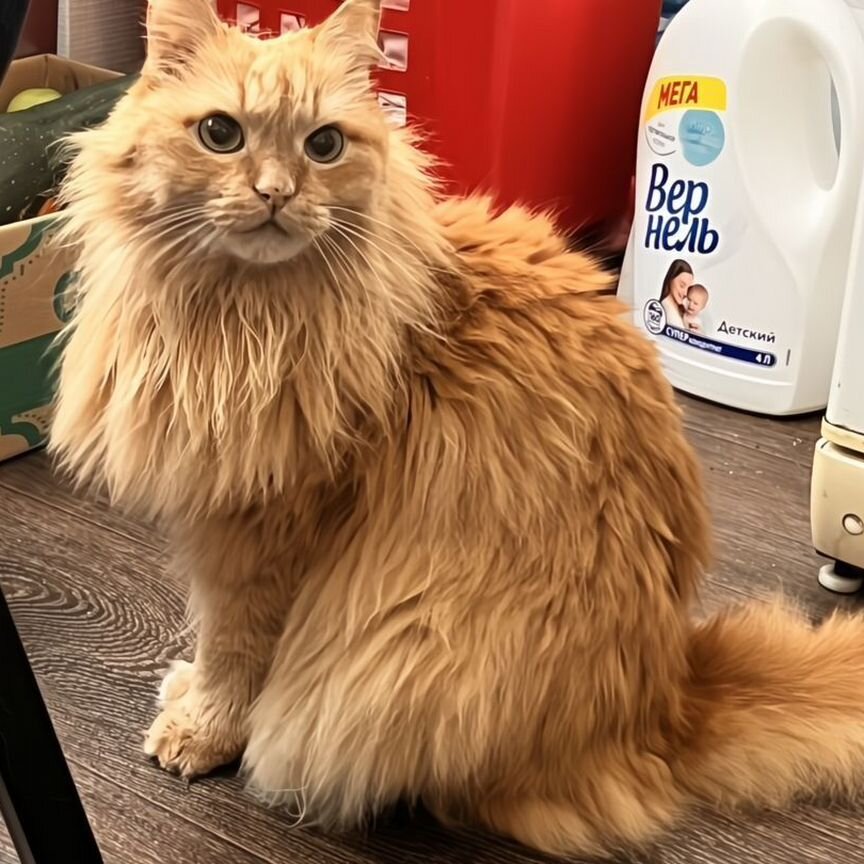 Взрослый кот в добрые руки