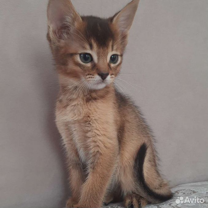 Котята Чаузи