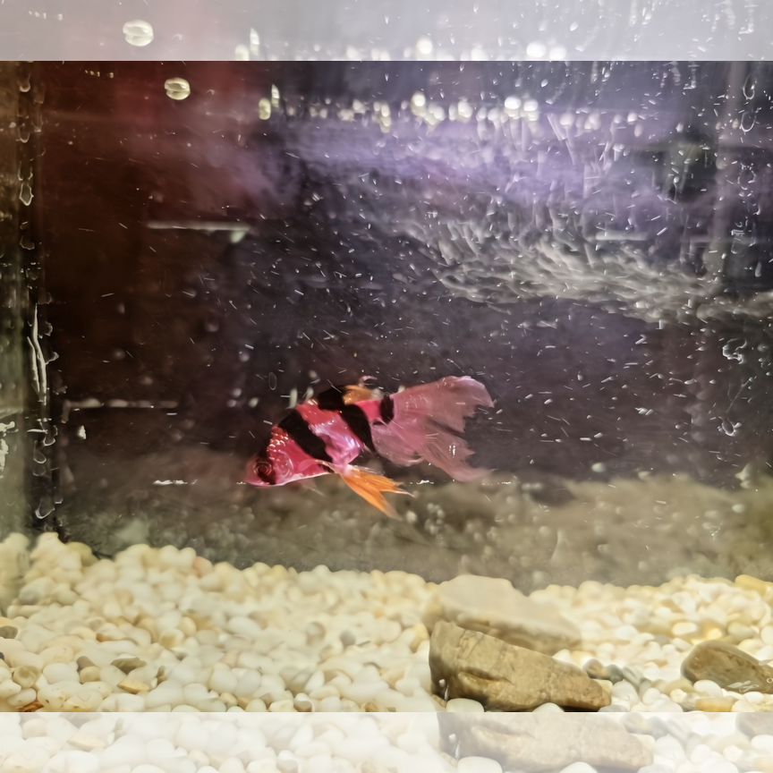 Аквариумные рыбки отдам