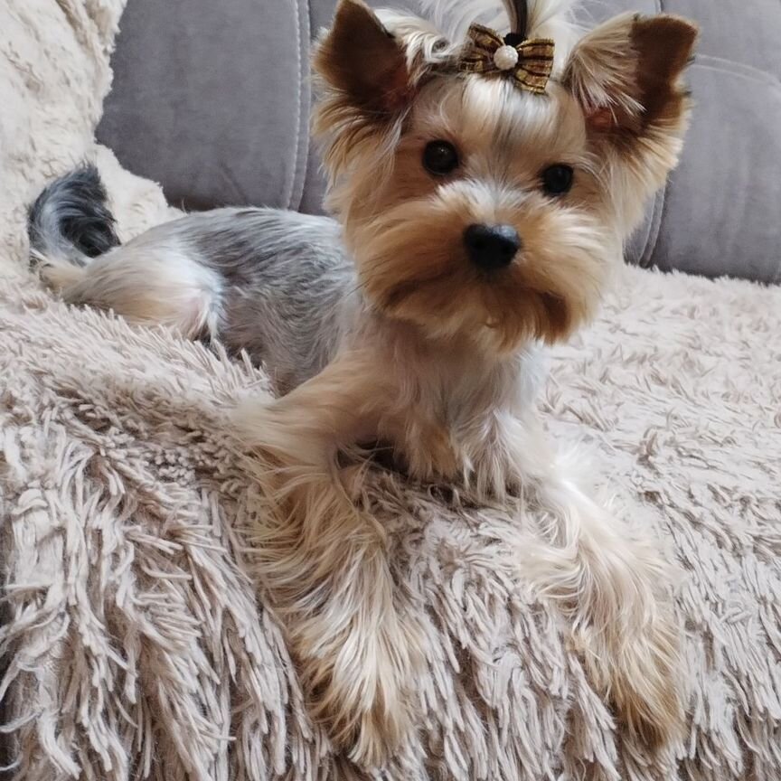 Йоркширский терьер, взрослая собака