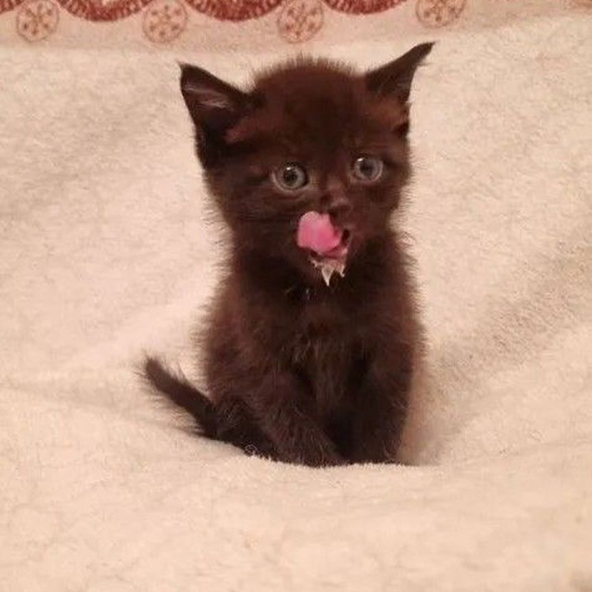 Котёнок в добрые руки