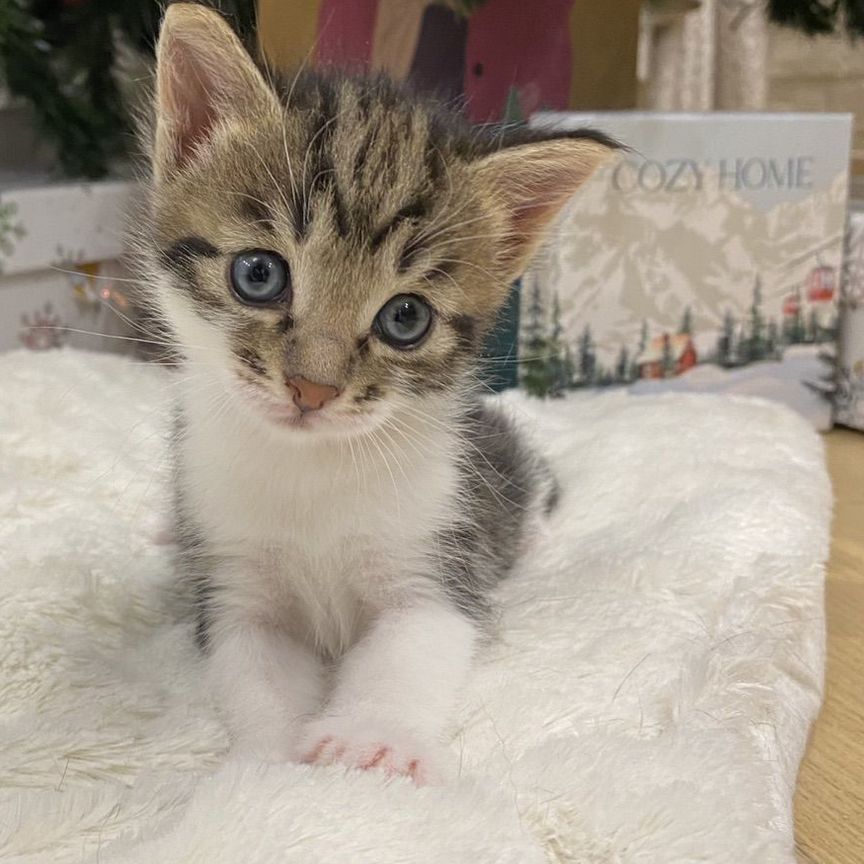 Котёнок в добрые руки