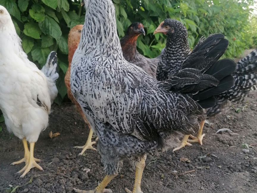 Куры молодки несушки доминант