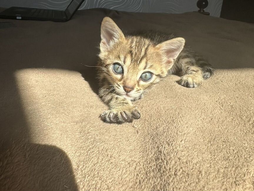 Бенгальские котята