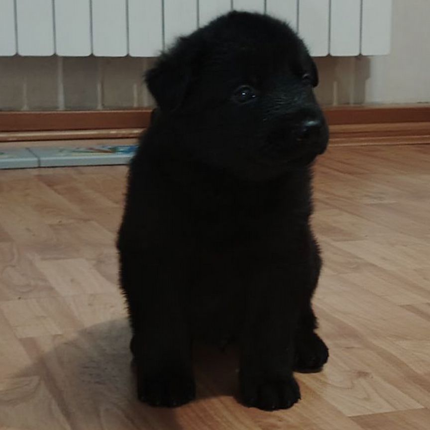 Щенок восточно европейская овчарка