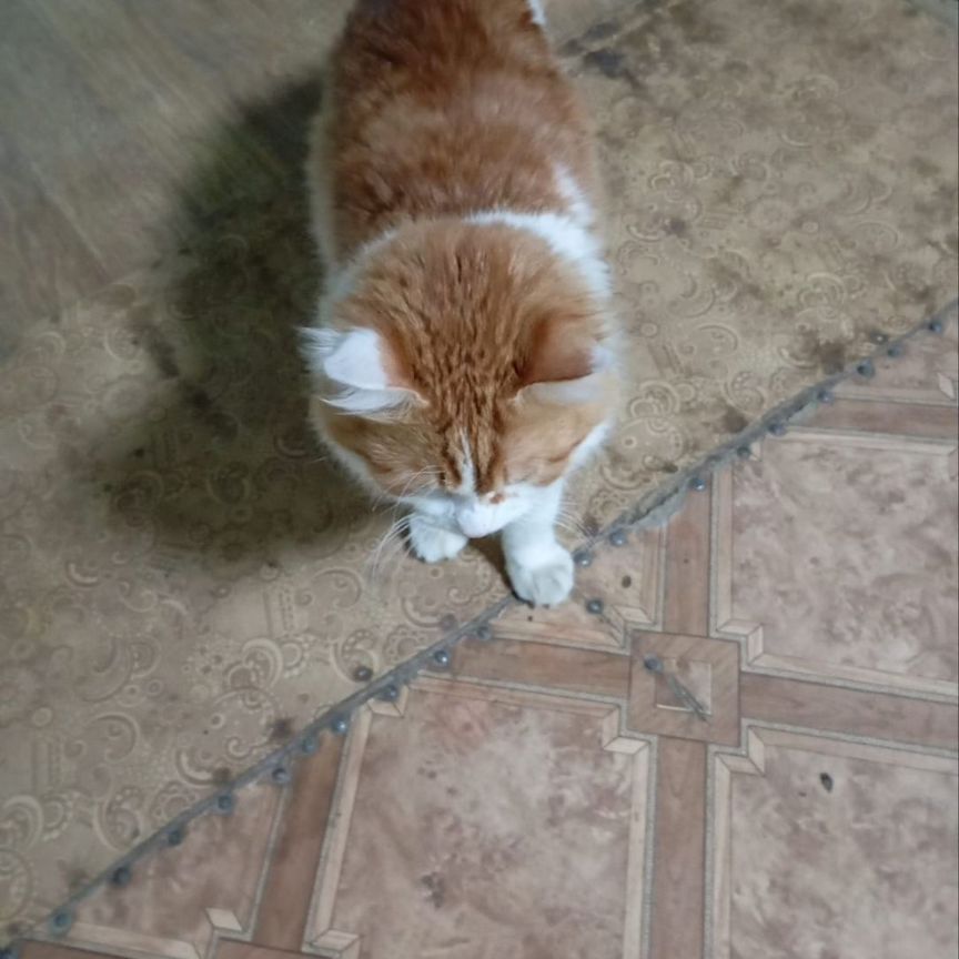 Кошка