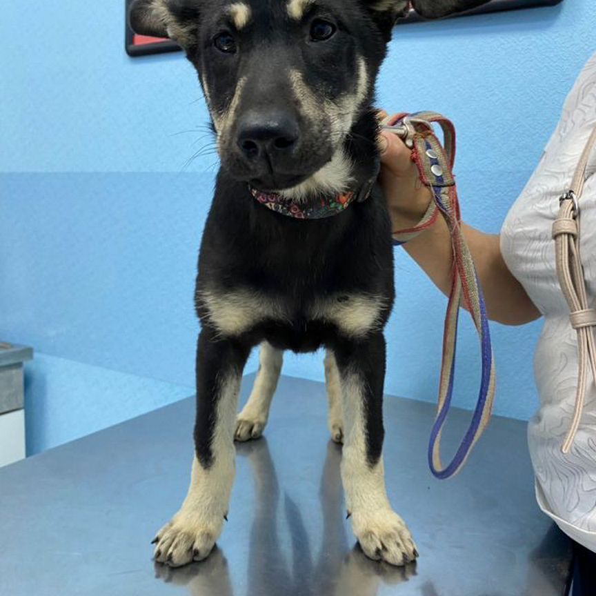 Щенок в добрые руки