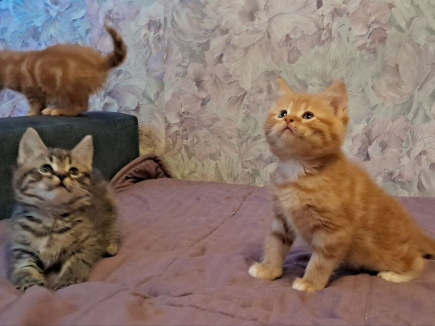 Шотландец+ мейн-кун