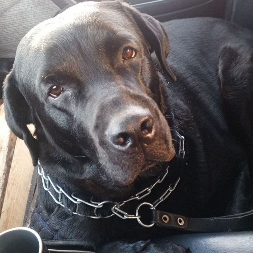 Лабрадор-ретривер, взрослый пёс