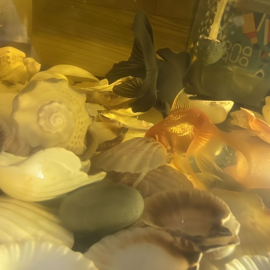 Рыбки телескоп и золотая