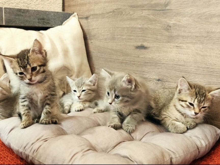 Котята мейн-кун, красивые