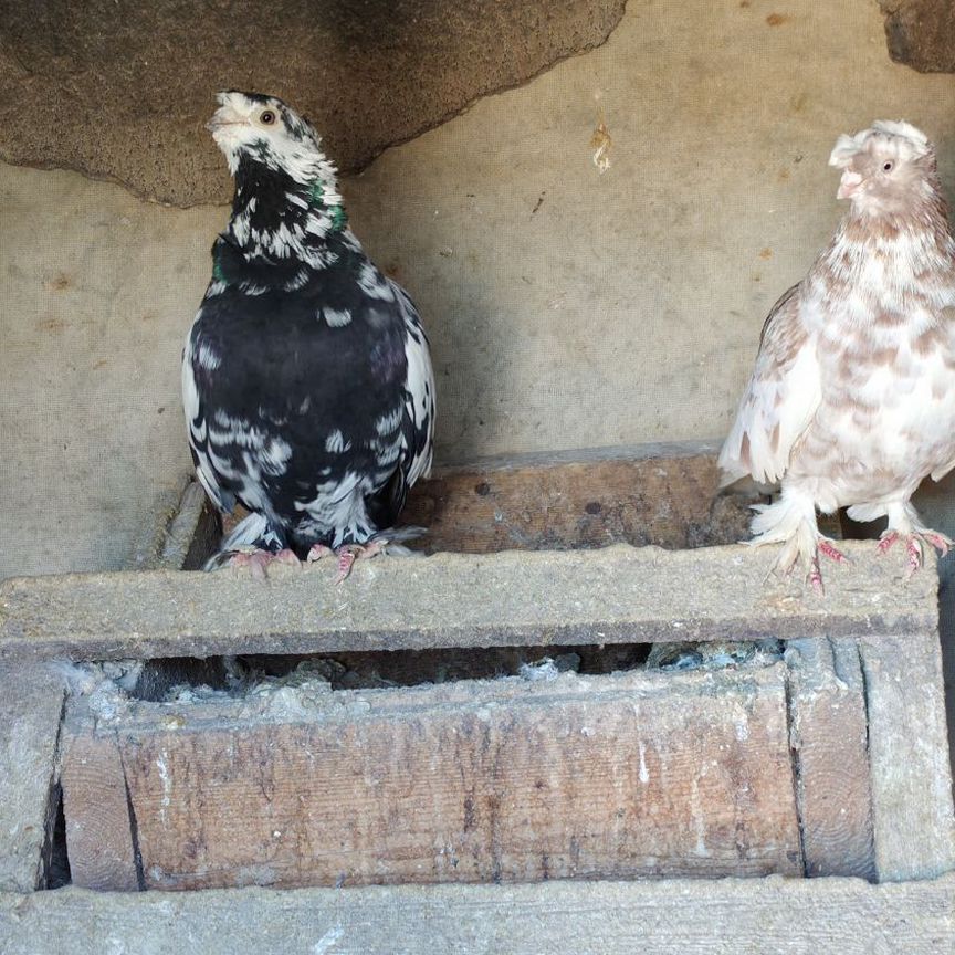 Голуби узбекские