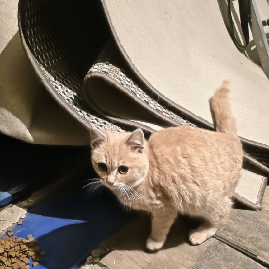 Котёнок в добрые руки