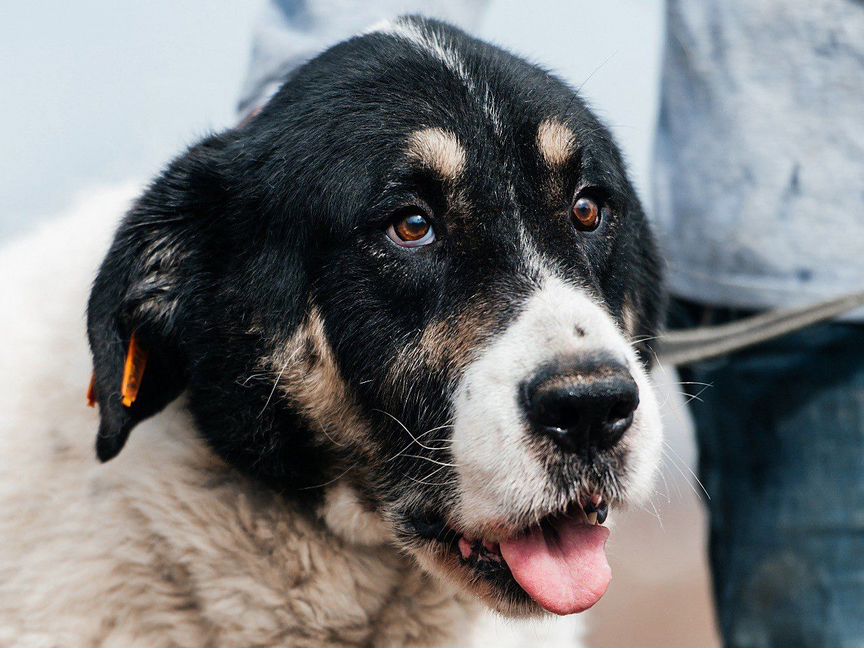 Собака алабай в добрые руки бесплатно