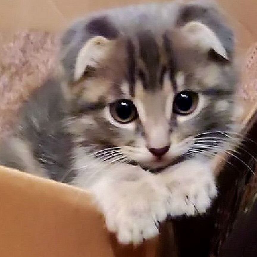 Котёнок в добрые руки