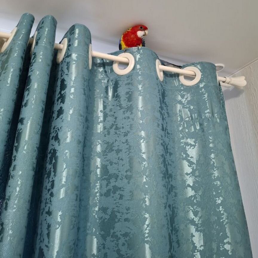 Попугай. Разела