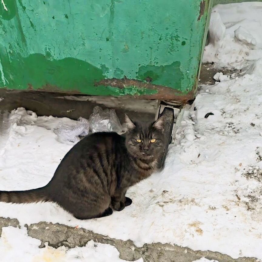 Кошечке нужен дом