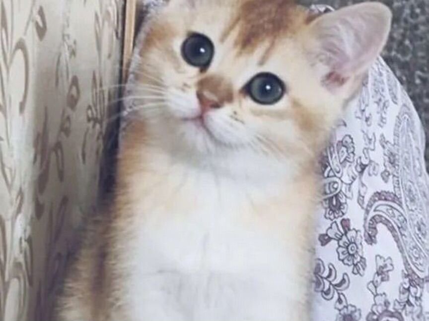 Шотландская золотая шиншилла ищет новый дом