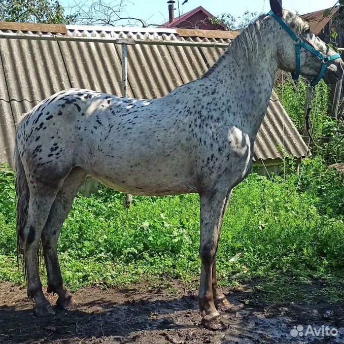 Чубарая кобыла