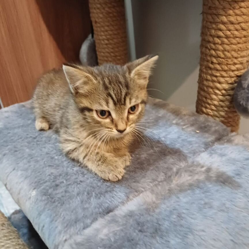 Котята в добрые руки бесплатно