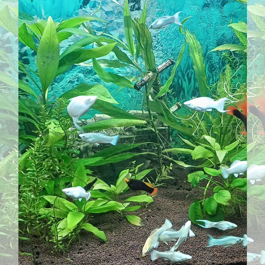 Аквариумные рыбки велифера снежинка