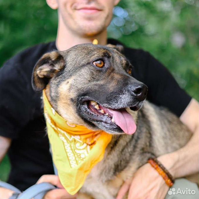 Дружелюбный, добрый, нежный, молодой пёс из приюта