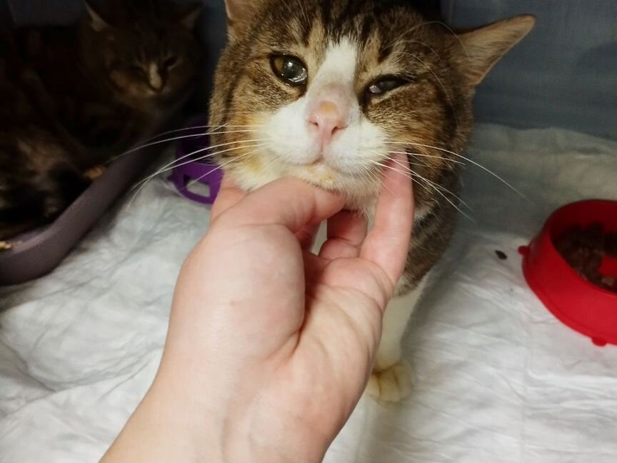 Коты в стационаре