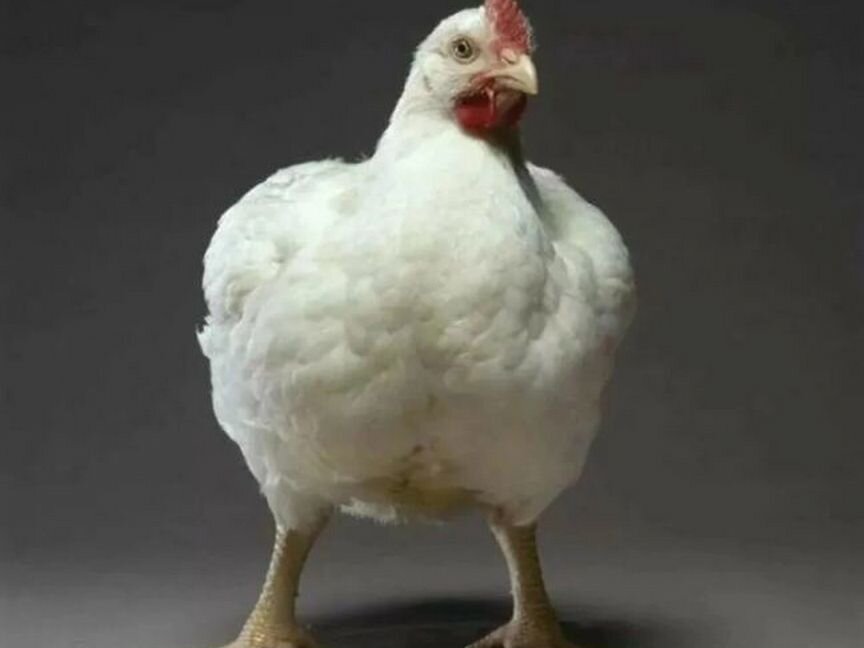 Мясо броллера