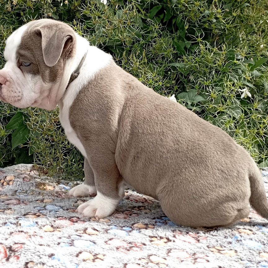 Американский булли покет