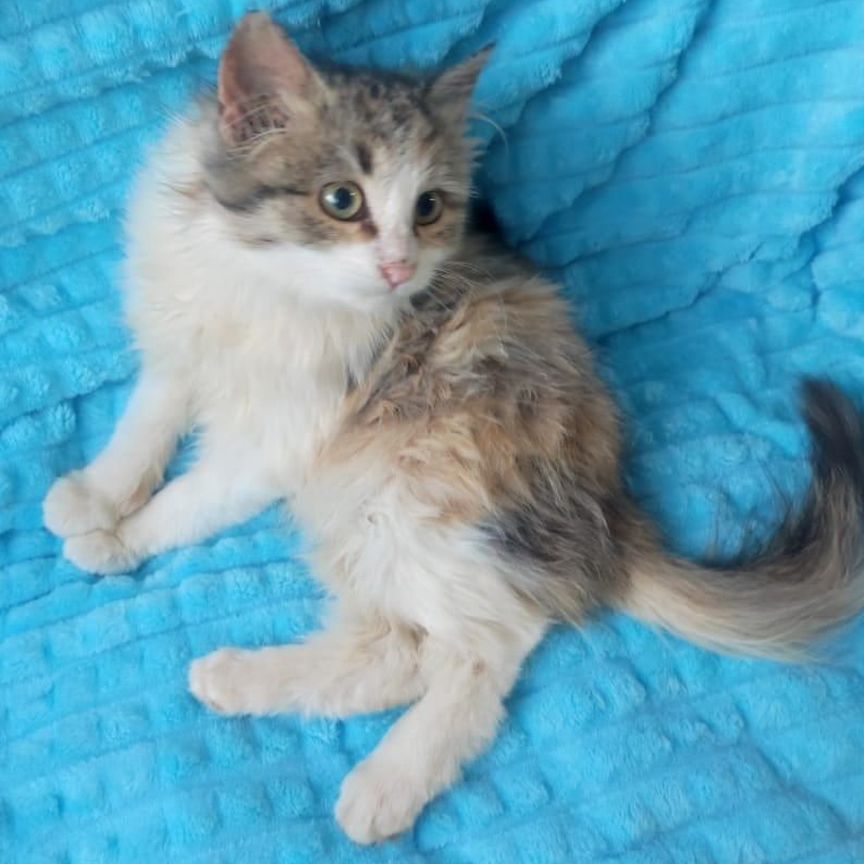 Котята жили на улице Башкирия