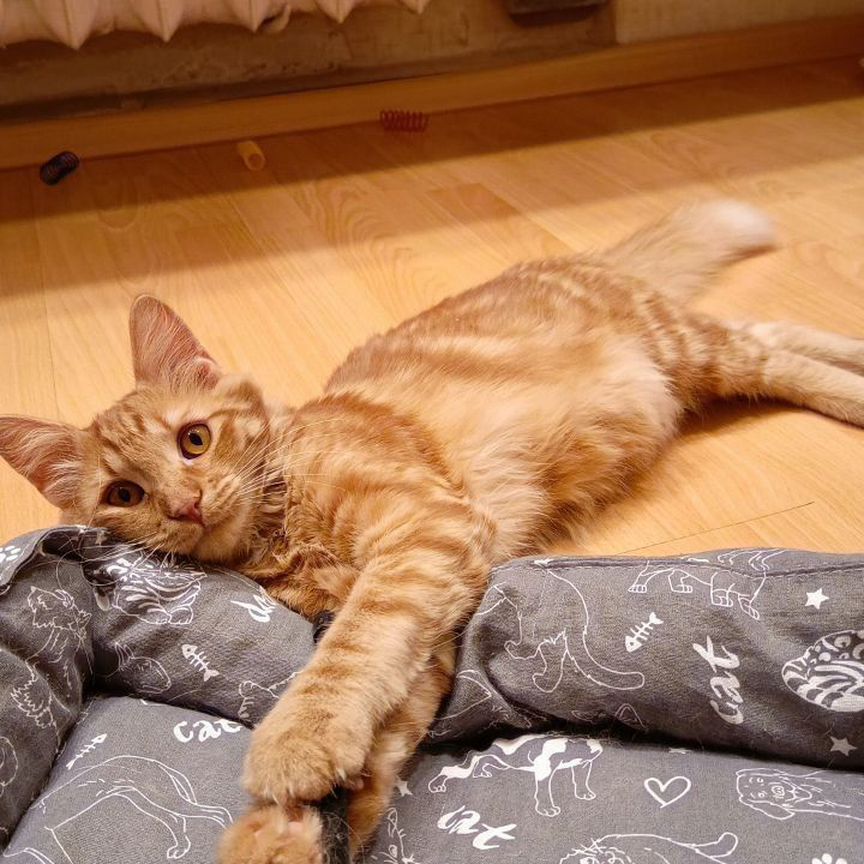 Котик Симба в поисках своих кото-родителей