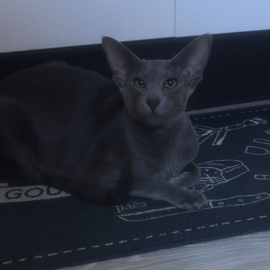 Ориентальный кот, вязка