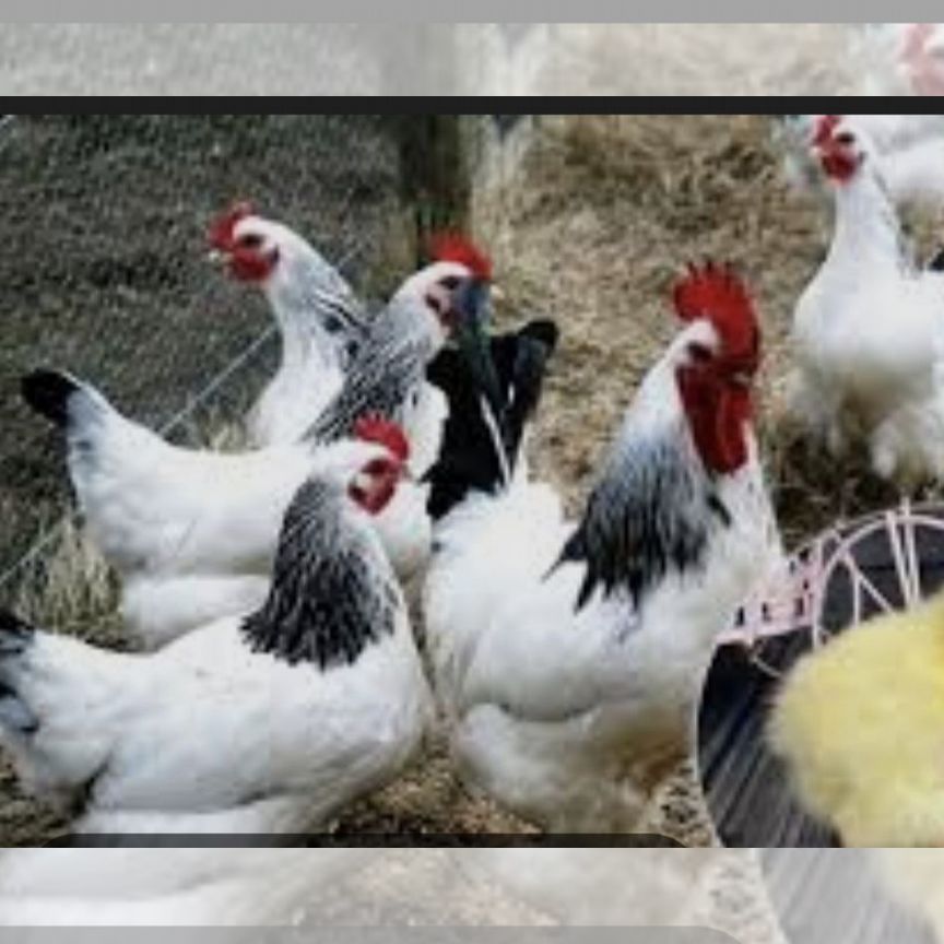 Цыплята породы Адлерской