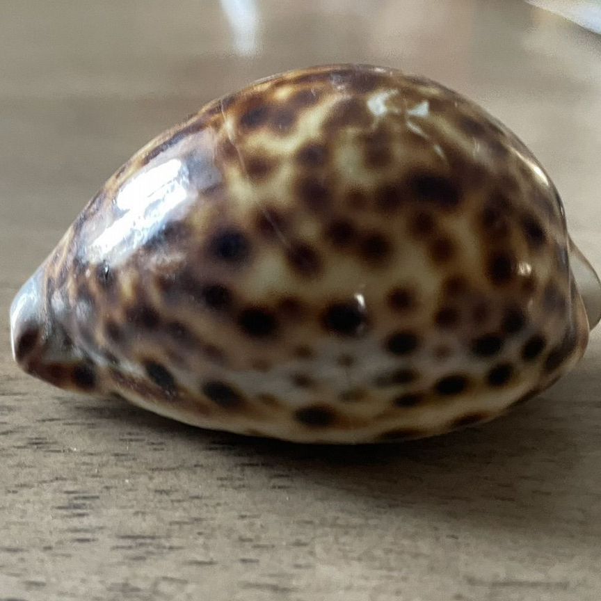 Морская раковина ципрея тигрис ракушка