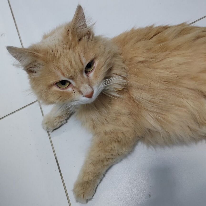 Котик