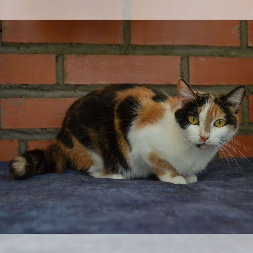Отдам кошечку трехцветку в добрые руки