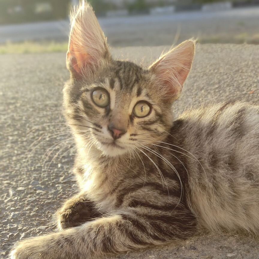 Котёнок тигрёнок, ласковый