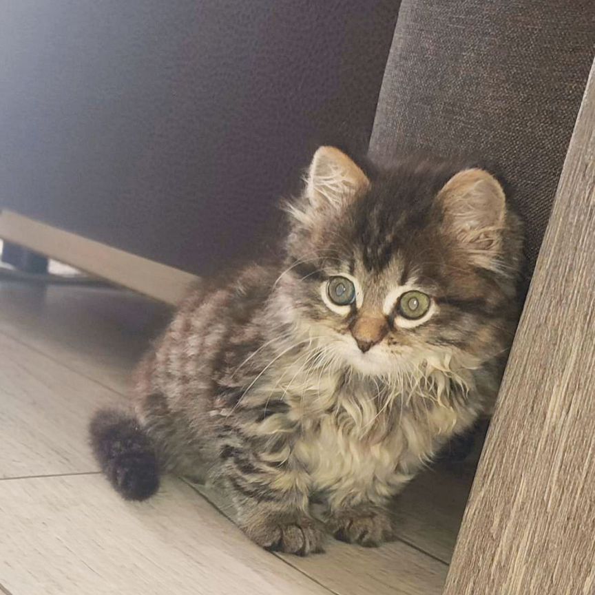 Котенок 2 месяца
