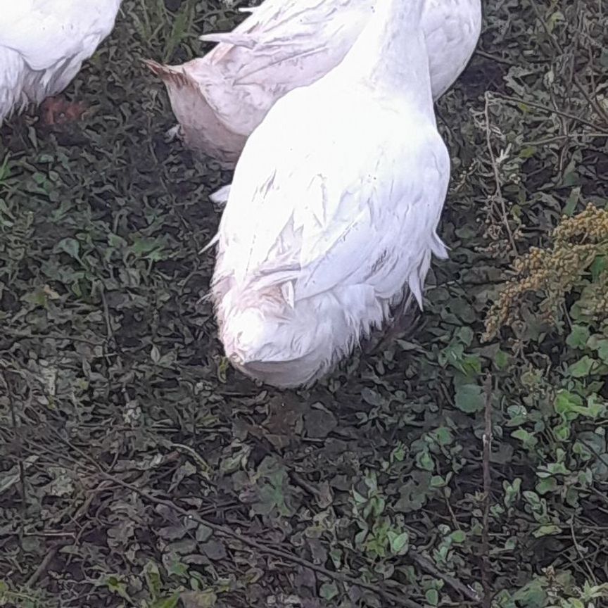 Утки Черри Велли