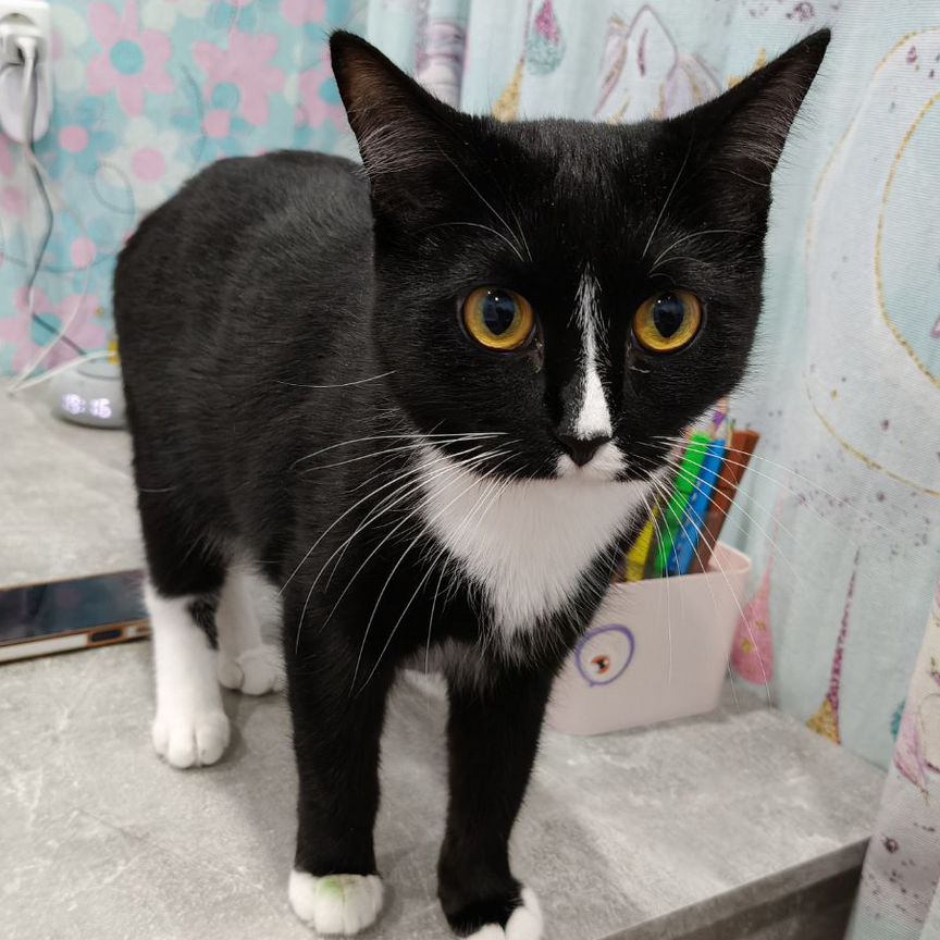 Котёнок в добрые руки