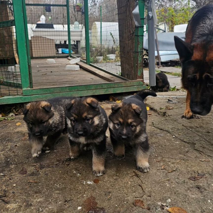 Собака немецкая овчарка